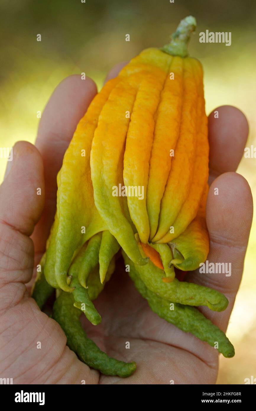 Buddha fruit hi-res stock photography and images - Alamy