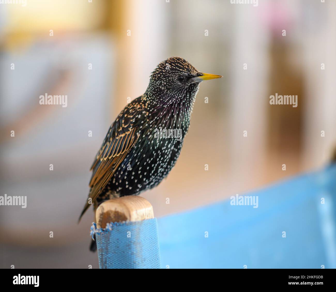 Starling bird (Sturnus vulgaris) perched on the back of a chair Stock ...