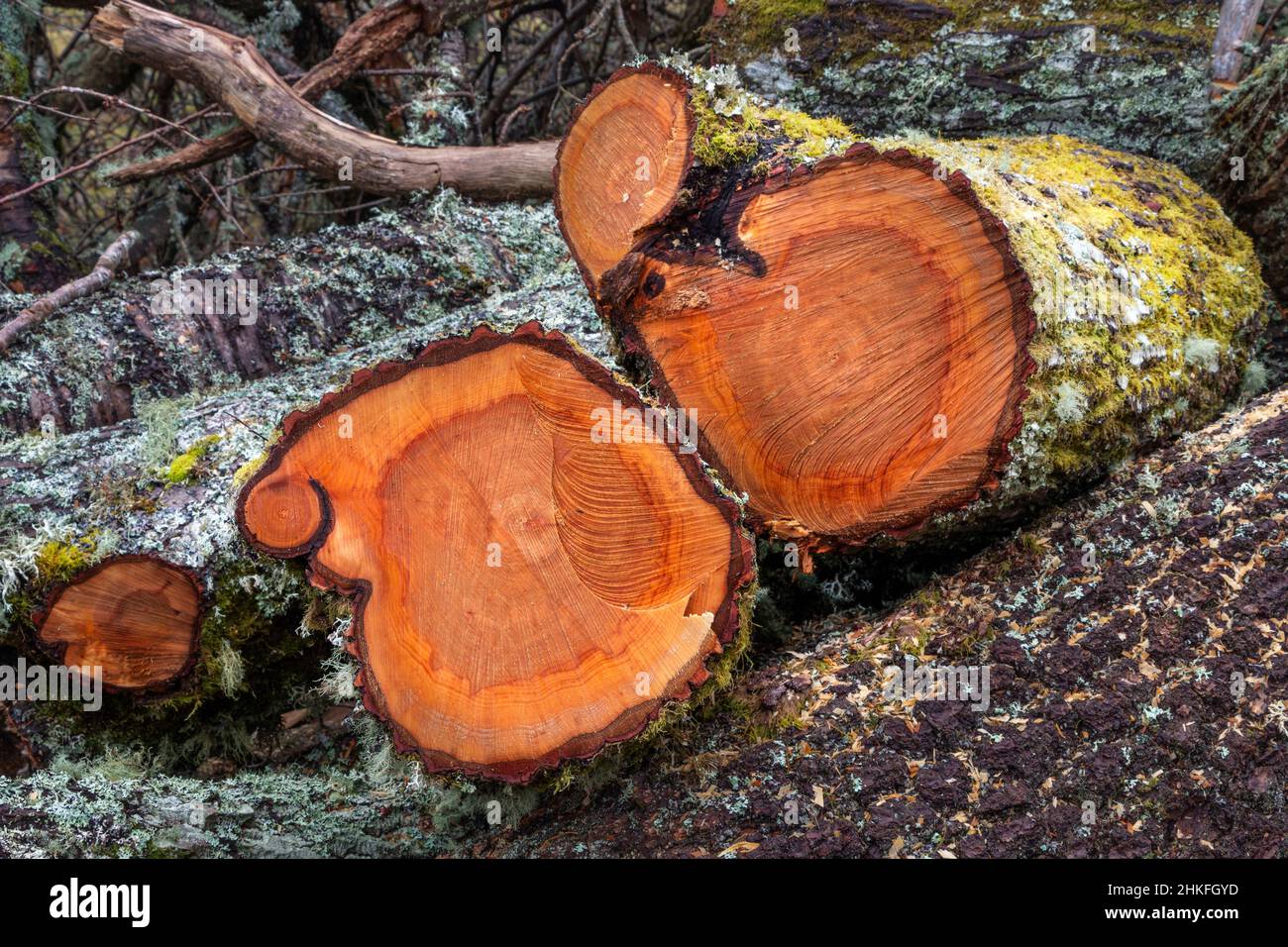 Coloured wood texture hi-res stock photography and images - Alamy