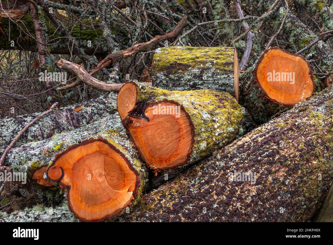 Coloured wood texture hi-res stock photography and images - Alamy