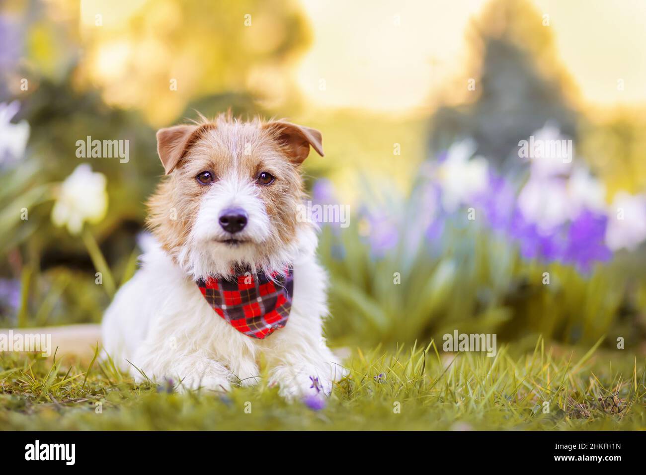 Happy cute pet dog puppy listening in the grass with flowers in spring ...