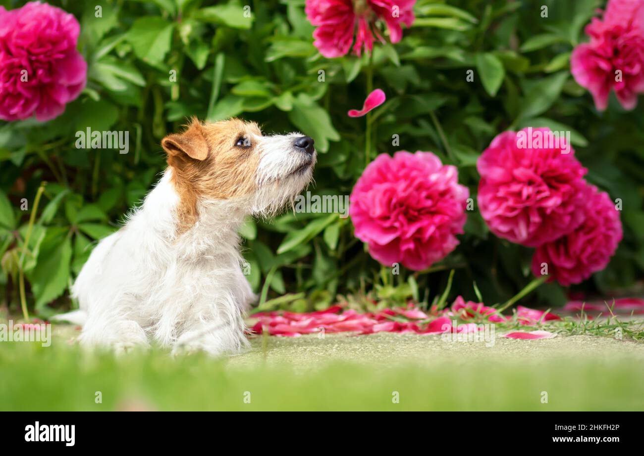 Happy cute pet dog puppy smelling peony flowers in spring Stock Photo ...