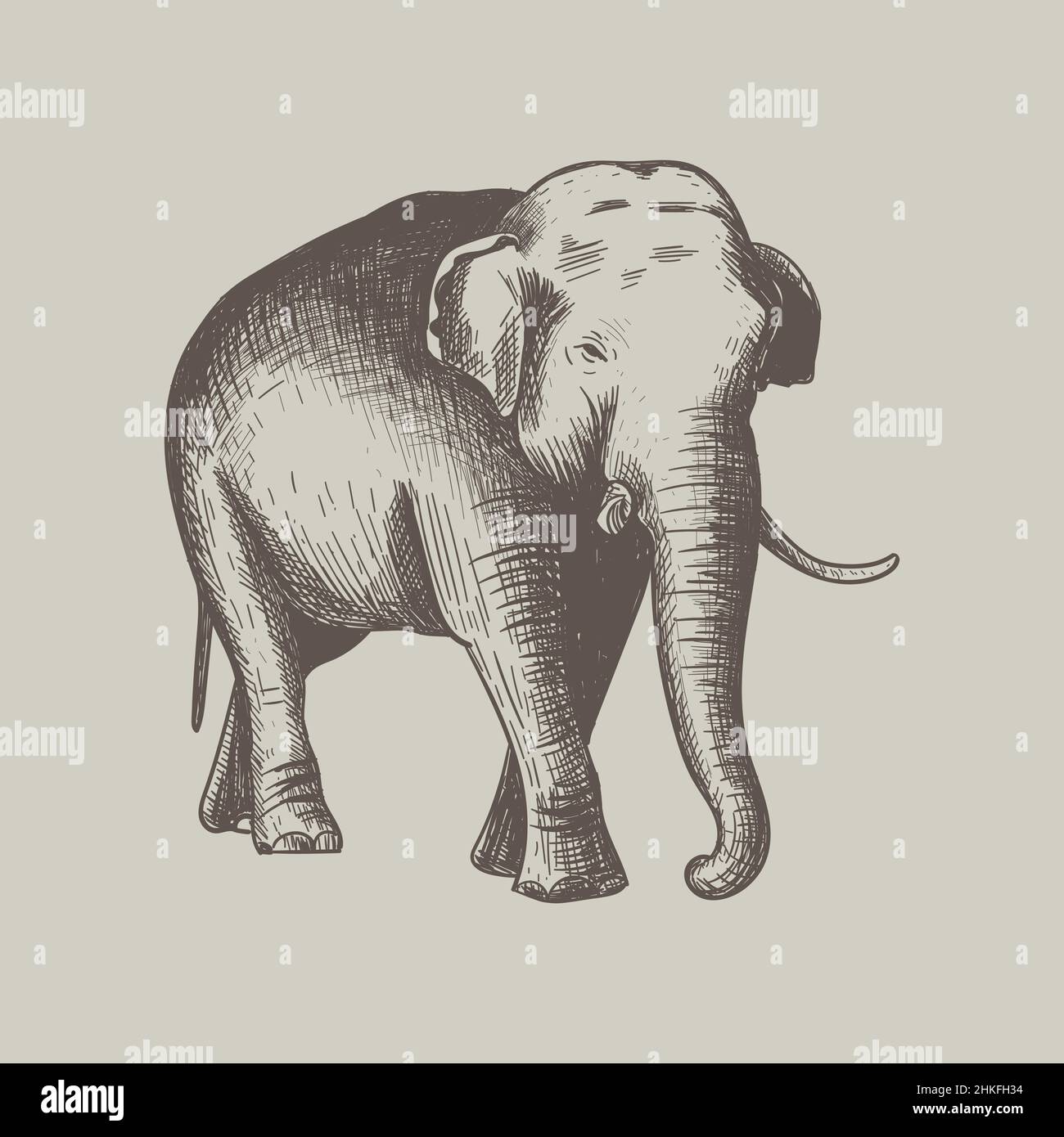 Elephant hand drawing vector illustration Stock Vector Image & Art - Alamy