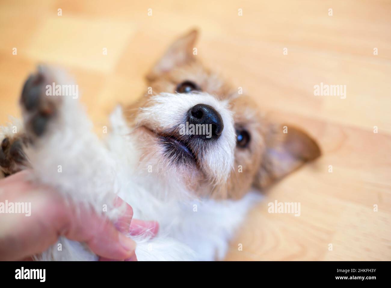 What Is Puppy Love In A Relationship