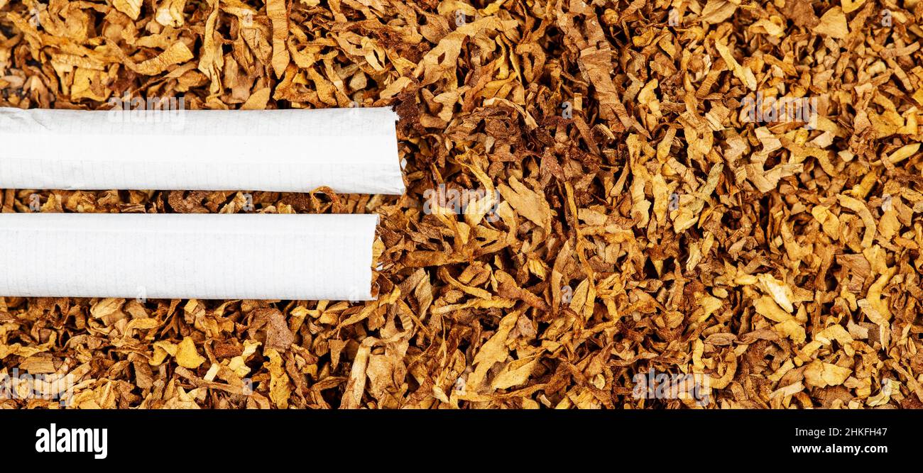 Rolled cigarettes on tobacco, smoking banner, close-up Stock Photo - Alamy