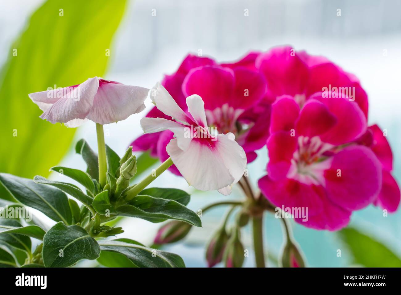 Blooming geranium on the windowsill. Close up of the blooming pink ...