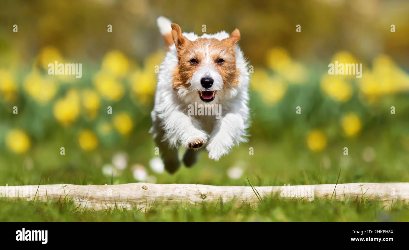 Happy cute pet dog puppy running in the grass in flowering garden ...