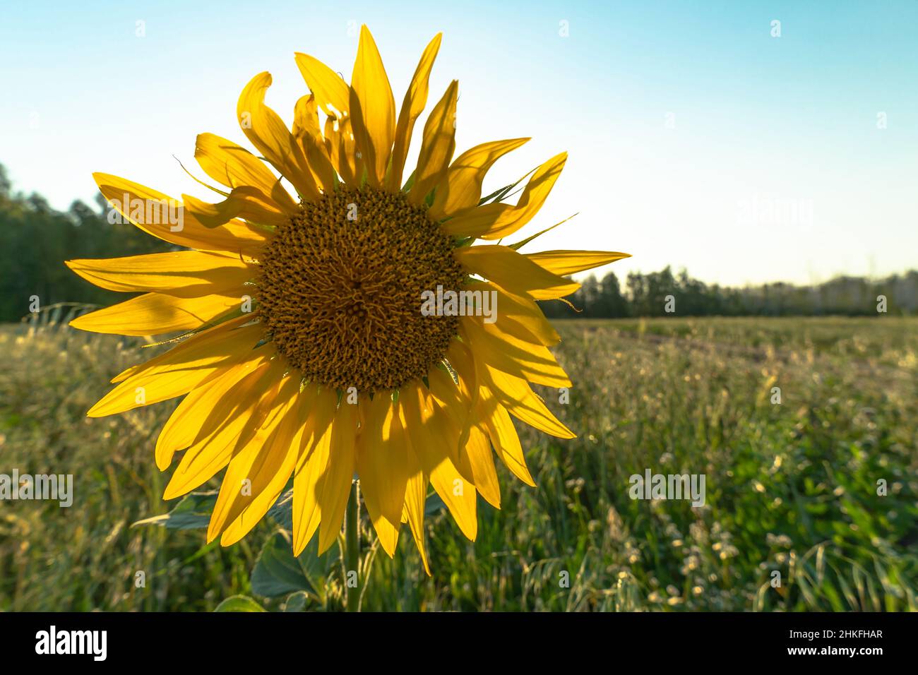 Sunbeam sunflower hi-res stock photography and images - Alamy