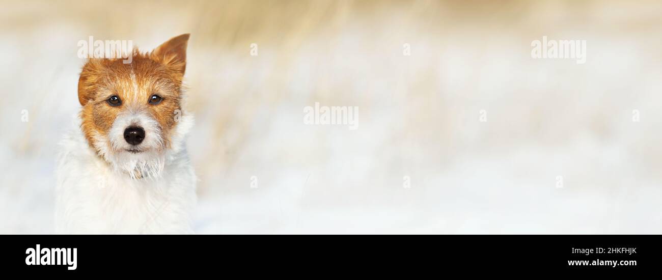 Banner, background of a funny cute fluffy jack russell pet dog puppy as ...