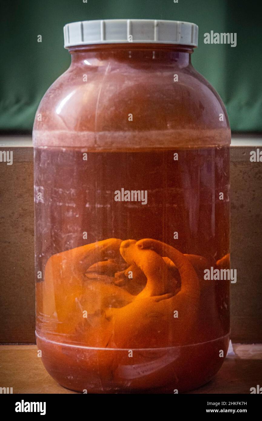 Elephant fetus hi-res stock photography and images - Alamy