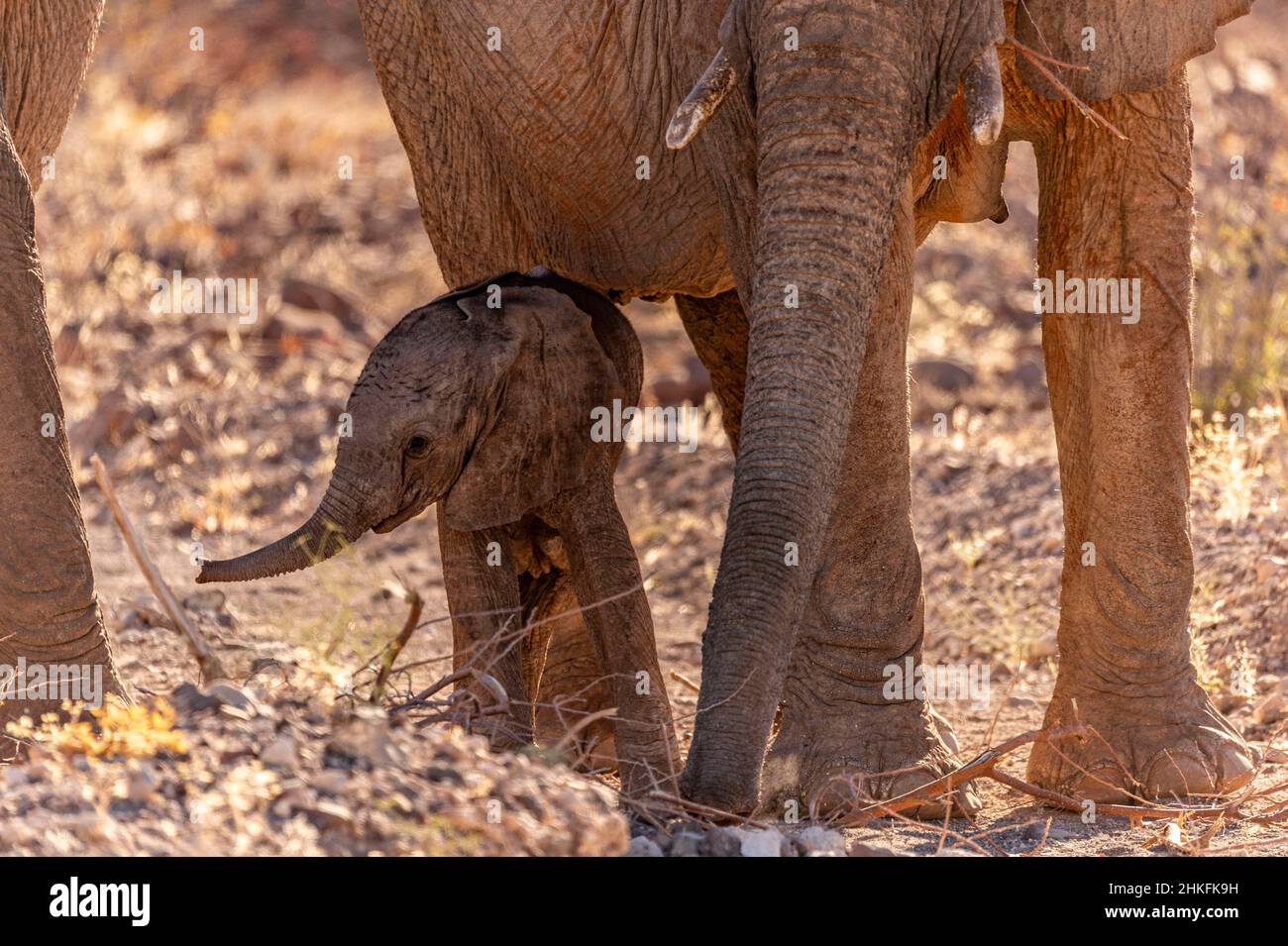 Namibia, Damaraland, Bergsig, Desert Elephant Family (Loxodonta ...