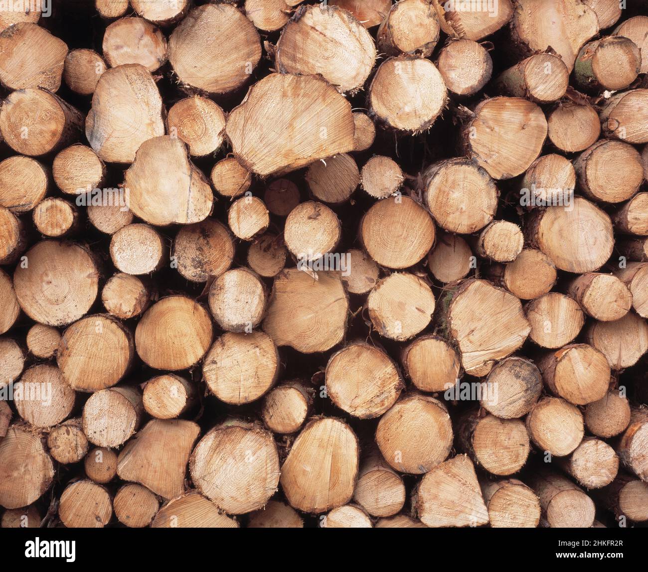 Cut pine treetrunks hi-res stock photography and images - Alamy