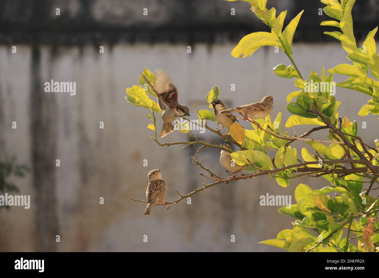 Birds sitting on the tree hi-res stock photography and images - Alamy