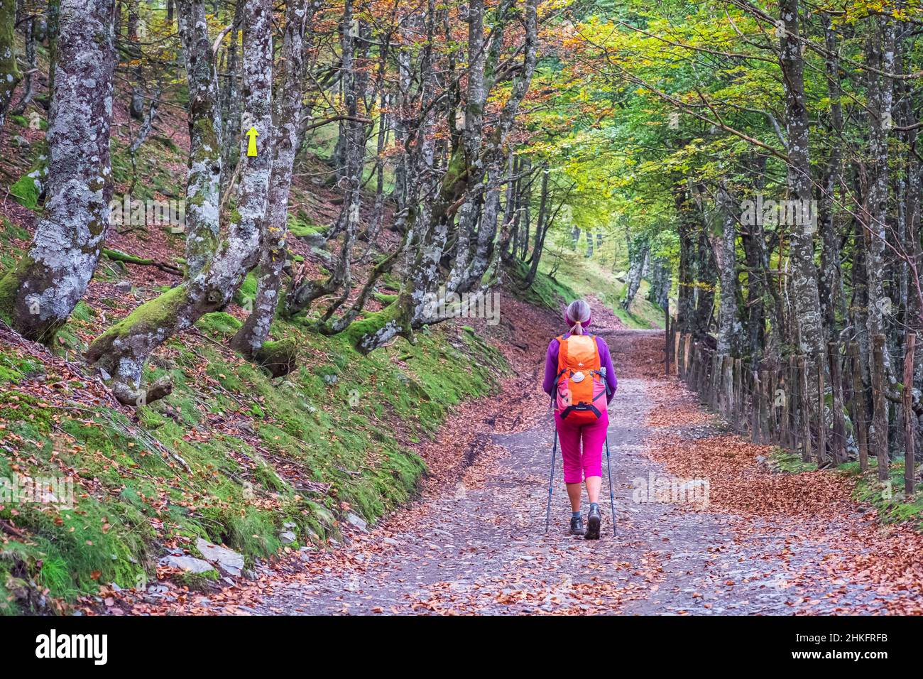 Spain, Navarre, hike on the Camino Francés, Spanish route of the ...