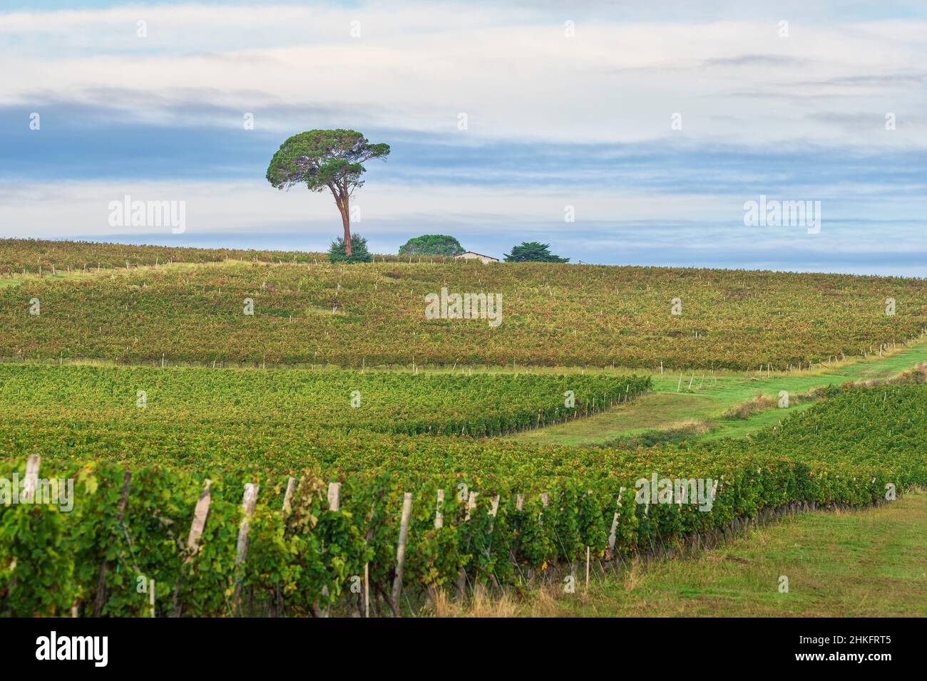 France, Gironde, Pellegrue, stage on the Via Lemovicensis or Vezelay ...