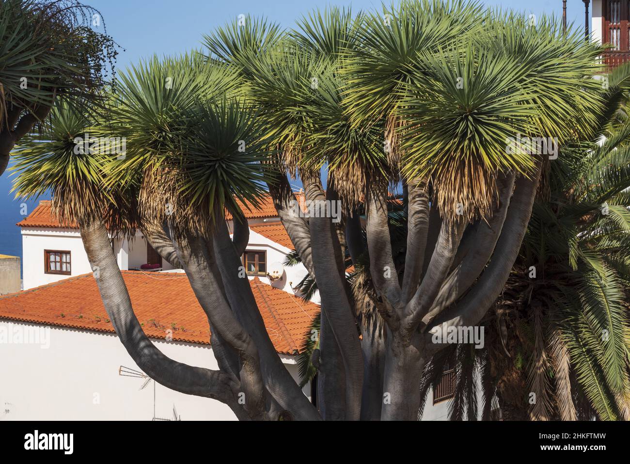 Spain, Canary Islands, Tenerife, La Orotava, rooftops of the city ...