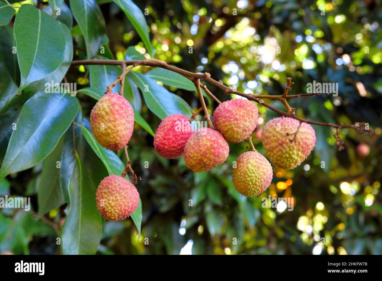 France, Reunion island (French overseas department), Berive les Hauts ...