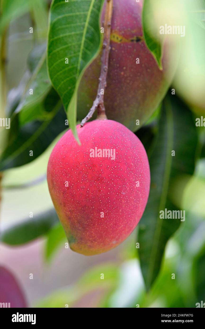 France, Reunion island (French overseas department), Saint Louis ...