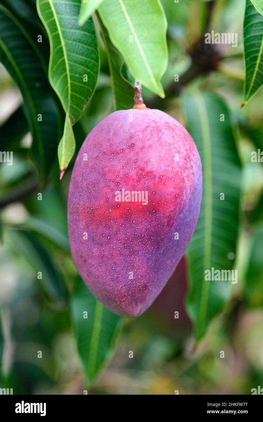 France, Reunion island (French overseas department), Saint Louis, mango ...