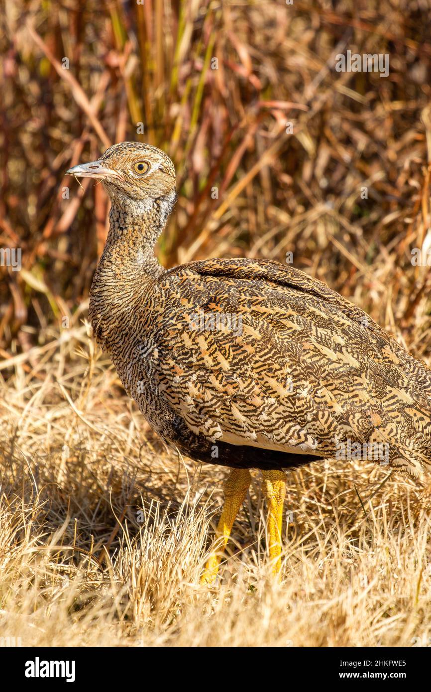 Female southern black korhaan hi-res stock photography and images - Alamy