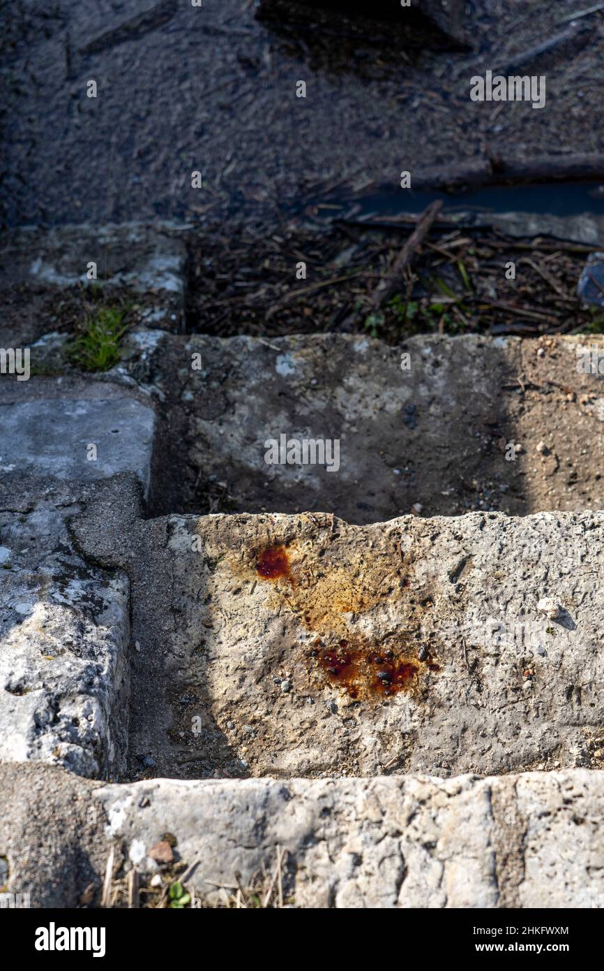 France, Indre et Loire, beaver deposit (from a gland of the animal ...
