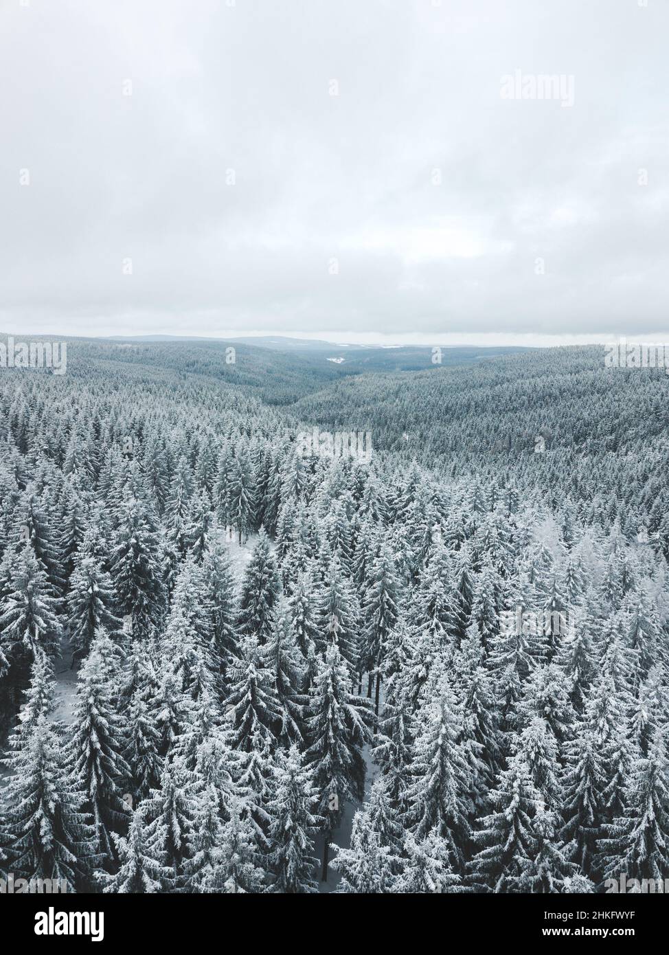 Snowy forest at it's best Stock Photo - Alamy