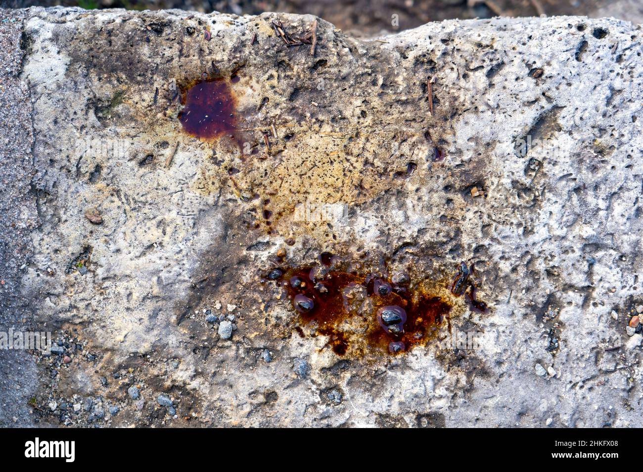 France, Indre et Loire, beaver deposit (from a gland of the animal ...