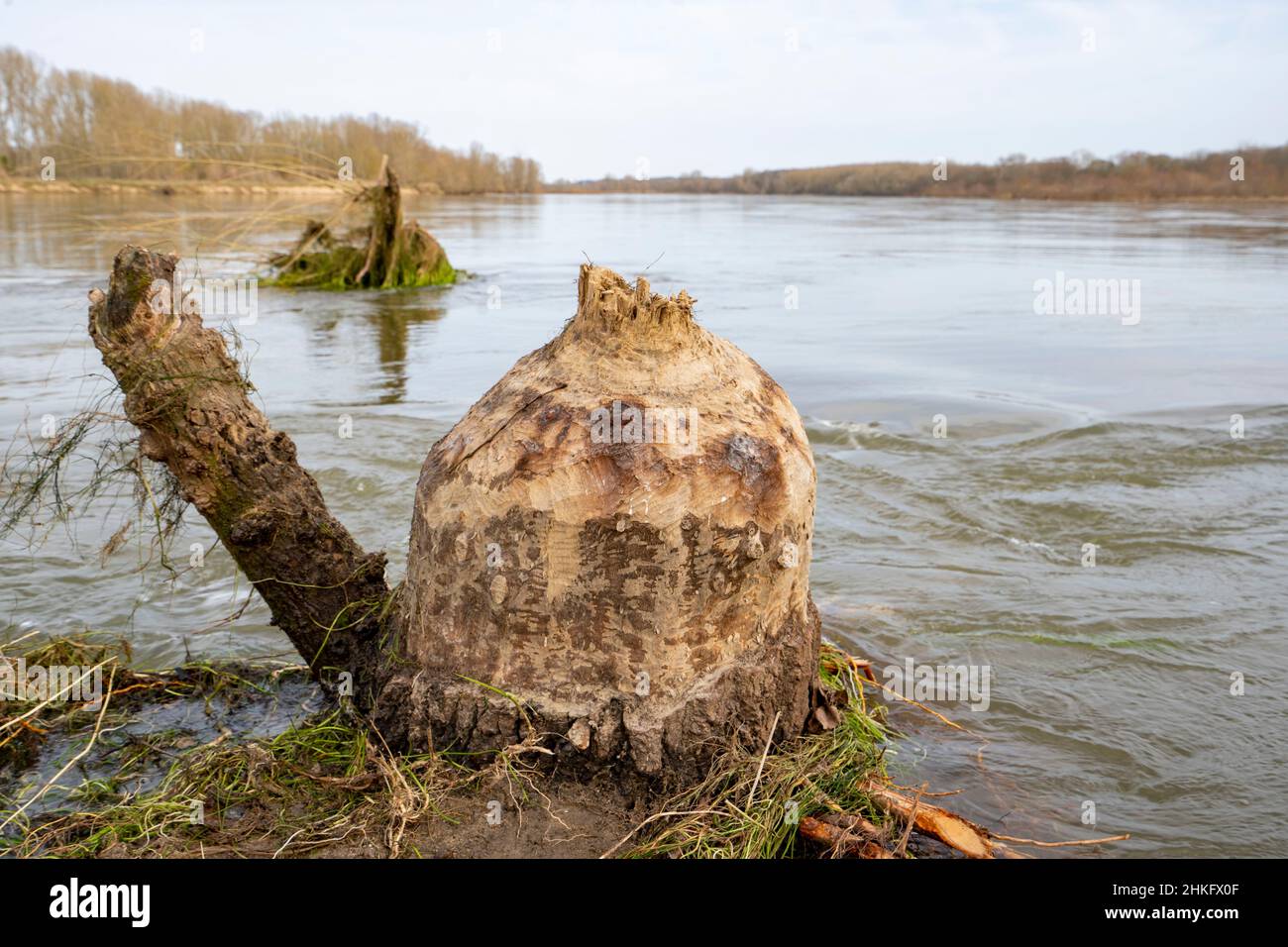 France, Indre et Loire, Tree eaten and slaughtered by a European beaver ...