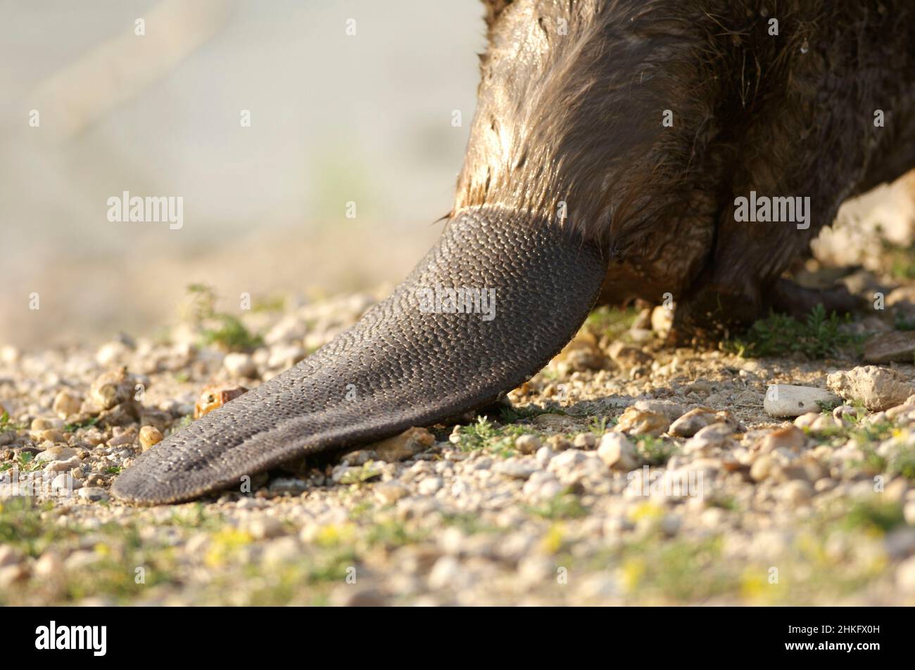 Beaver tail close up hi-res stock photography and images - Alamy