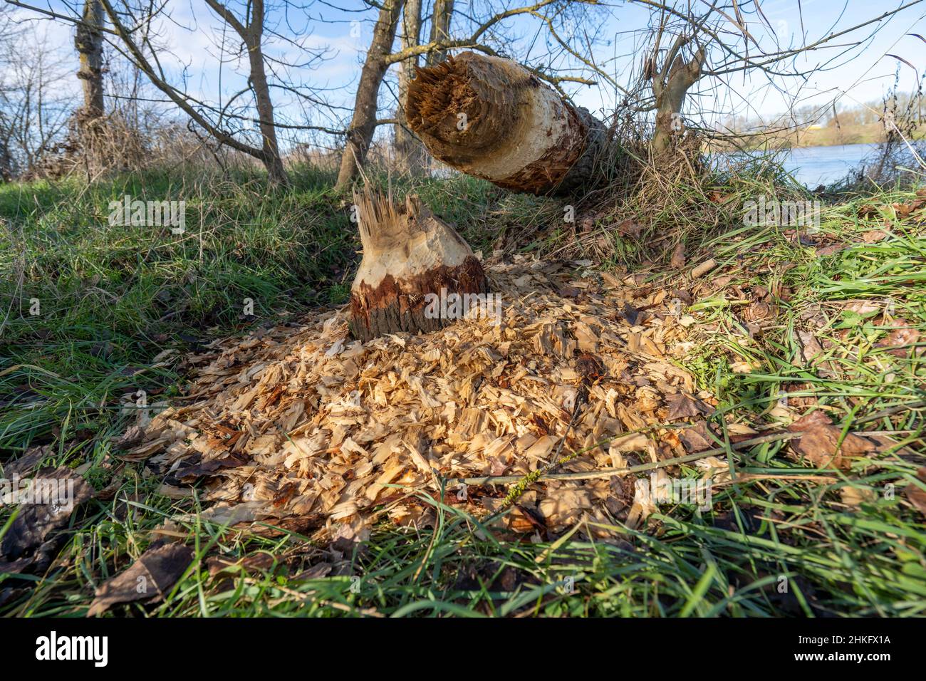 France, Indre et Loire, Tree eaten and slaughtered by a European beaver ...