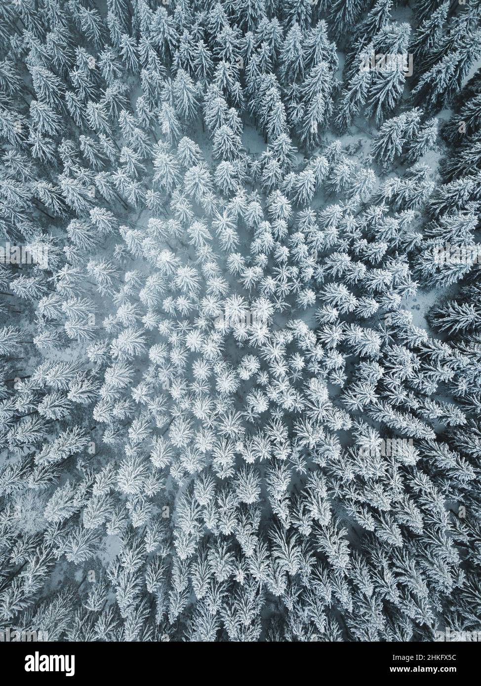 Snowy forest at it's best Stock Photo - Alamy