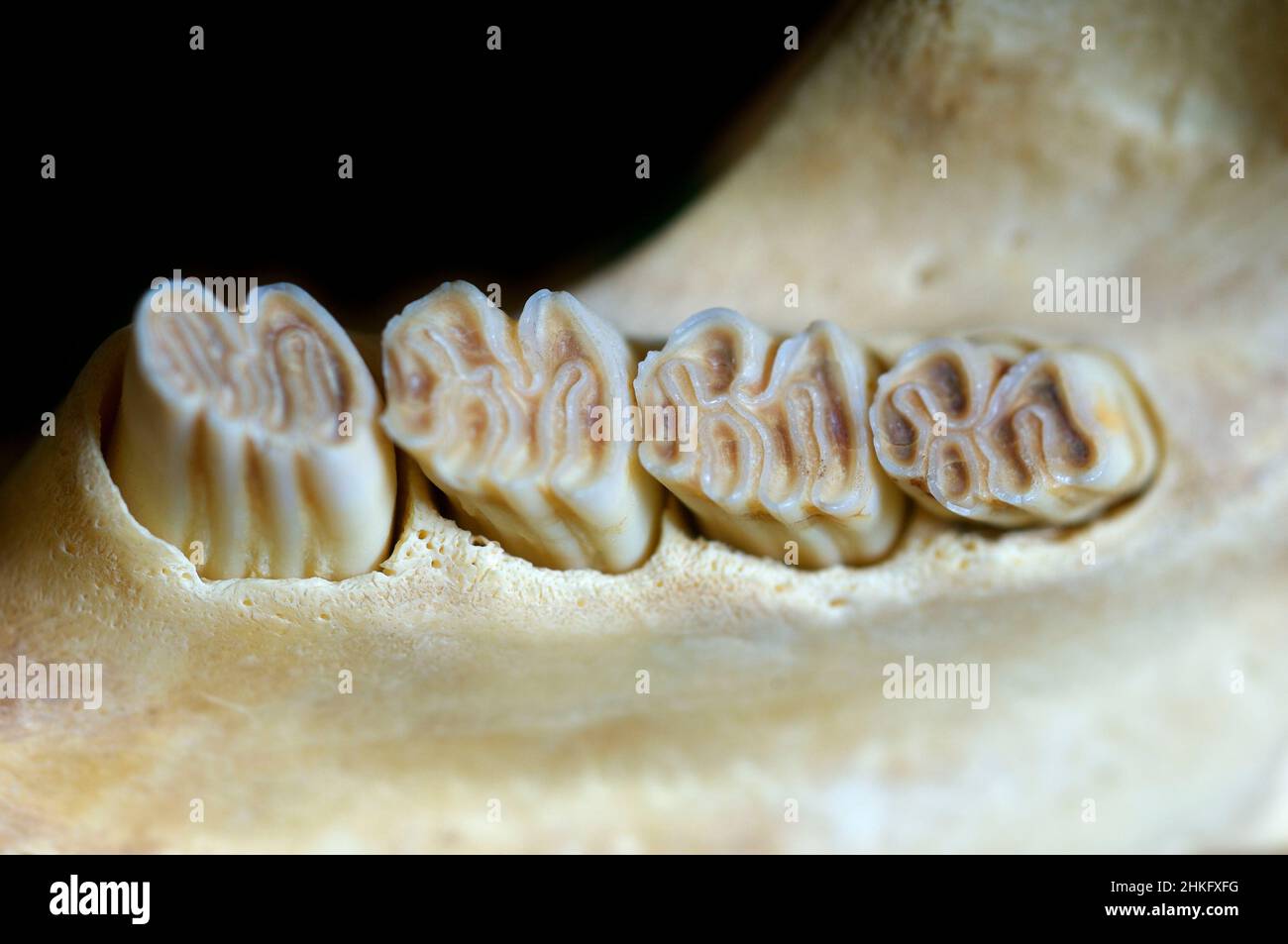 Beaver skull hi-res stock photography and images - Alamy