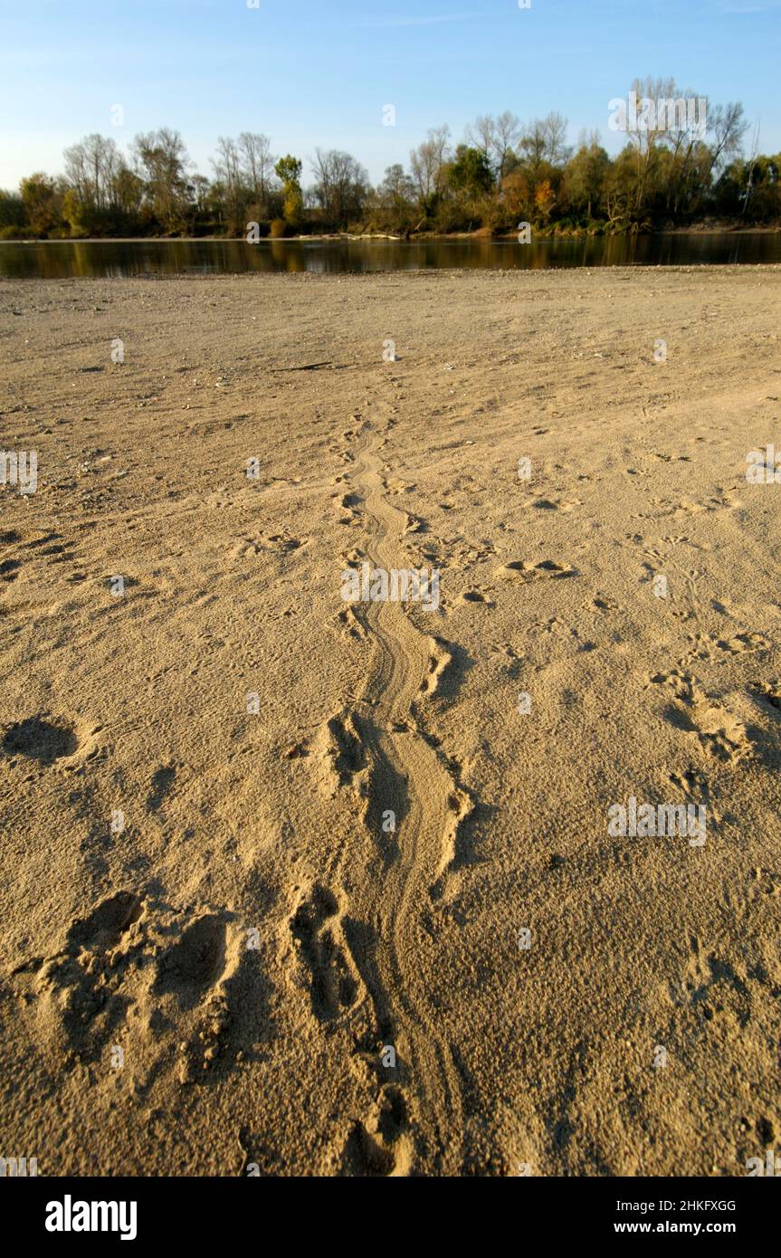 Eurasian beaver tail hi-res stock photography and images - Alamy