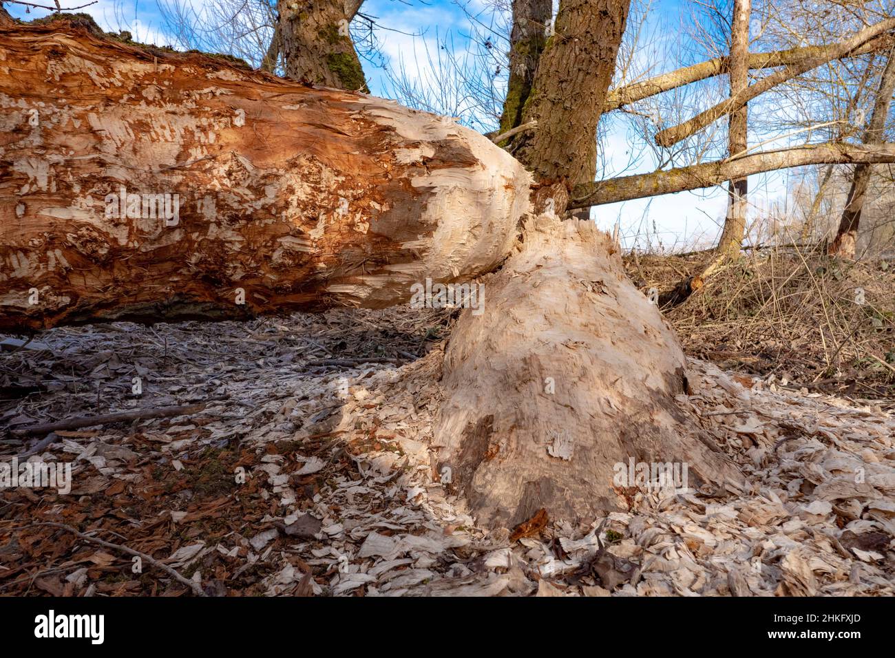 France, Indre et Loire, Tree eaten and slaughtered by a European beaver ...