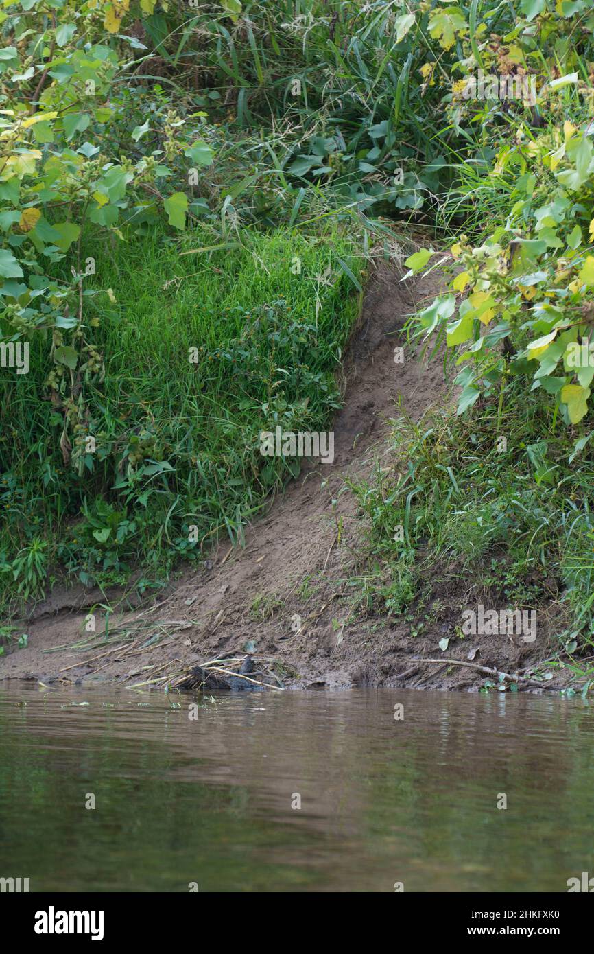 Toboggan animal hi-res stock photography and images - Alamy