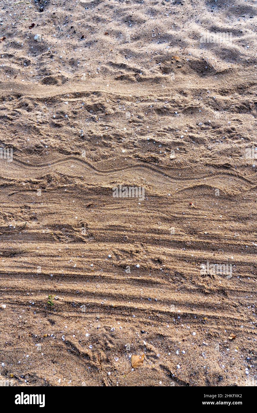France, Indre et Loire, Tail trace of a European Beaver on a sandy ...