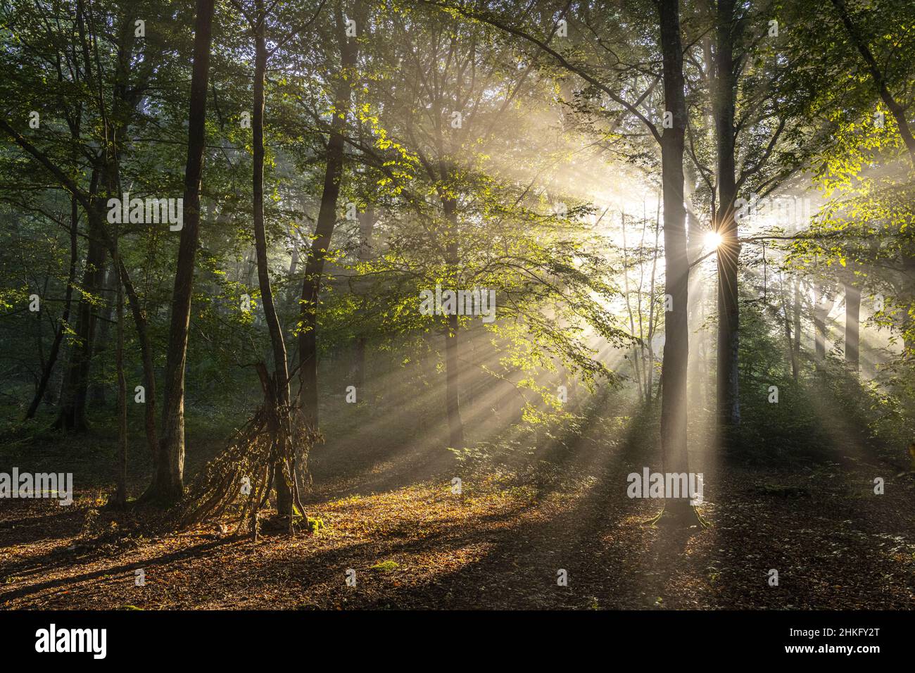 Sunbeam autumn forest hi-res stock photography and images - Alamy