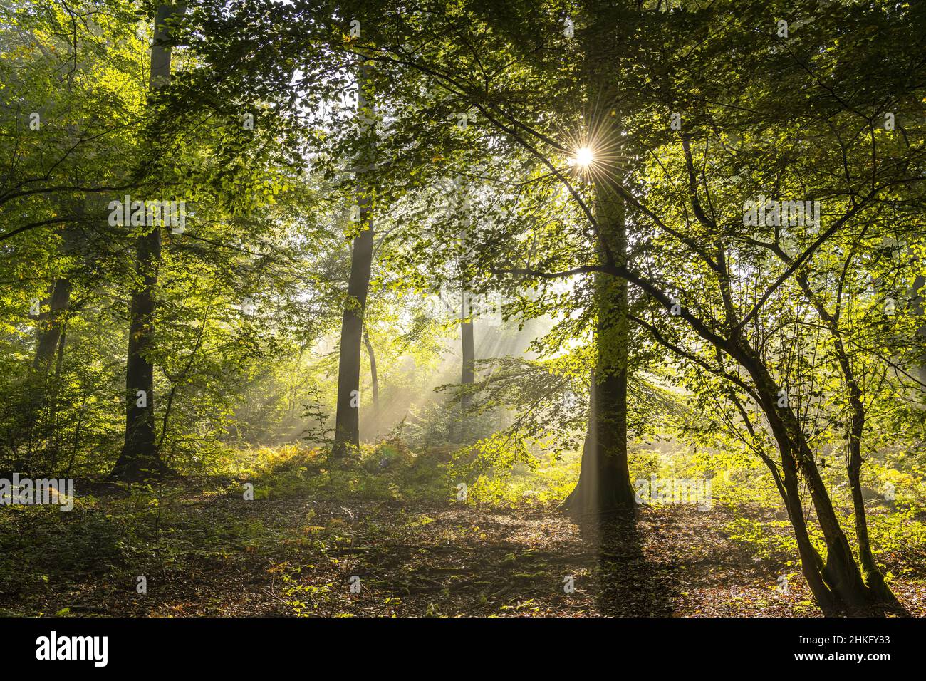 Sunbeam autumn forest hi-res stock photography and images - Alamy