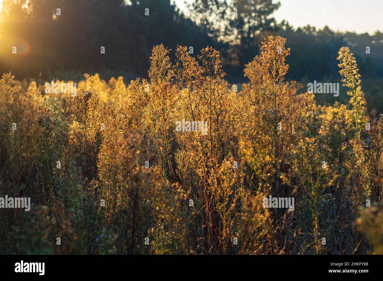 Benquet hi-res stock photography and images - Alamy