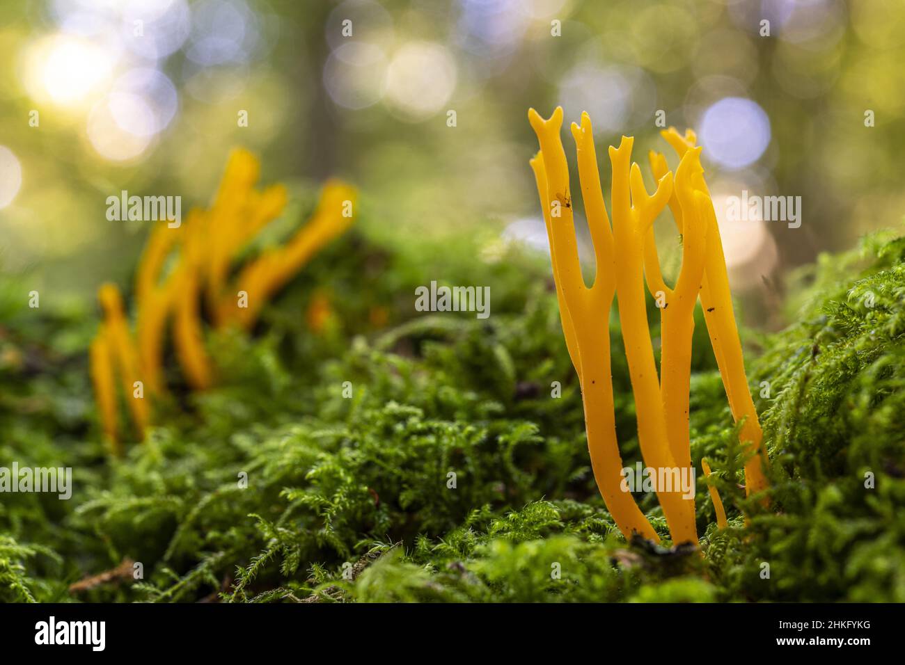 France, Somme, Crécy-en-Ponthieu, Crécy forest, Mushroom, Ramaria ...