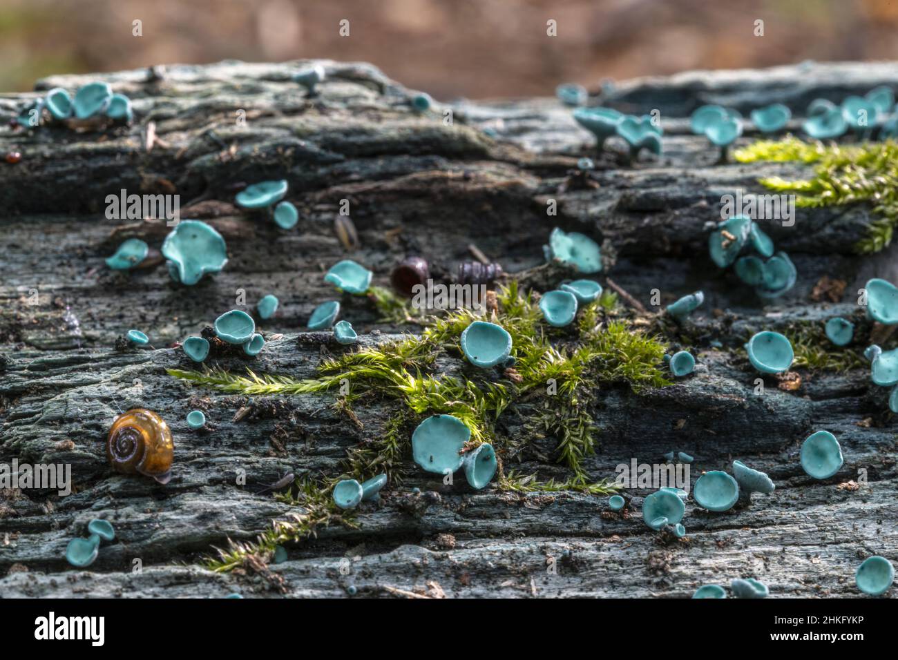 Chlorociboria aeruginascens hi-res stock photography and images - Alamy