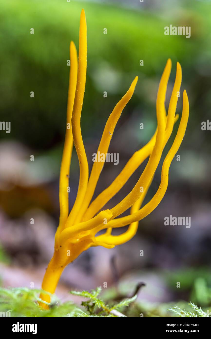 France, Somme, Crécy-en-Ponthieu, Crécy forest, Mushroom, Ramaria ...