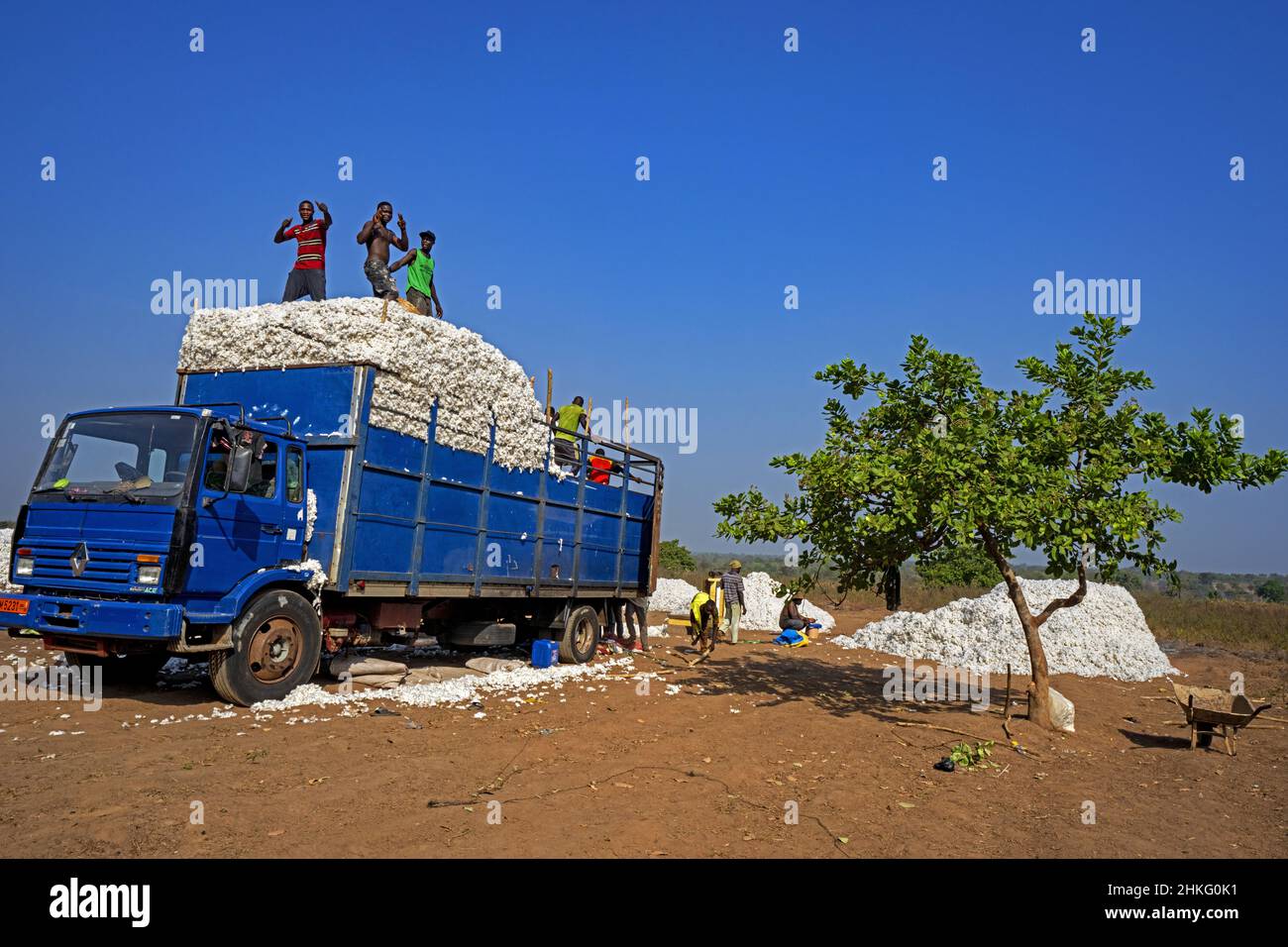 Benin, Djougou, Djougou province, Bassila, cotton crop Stock Photo - Alamy