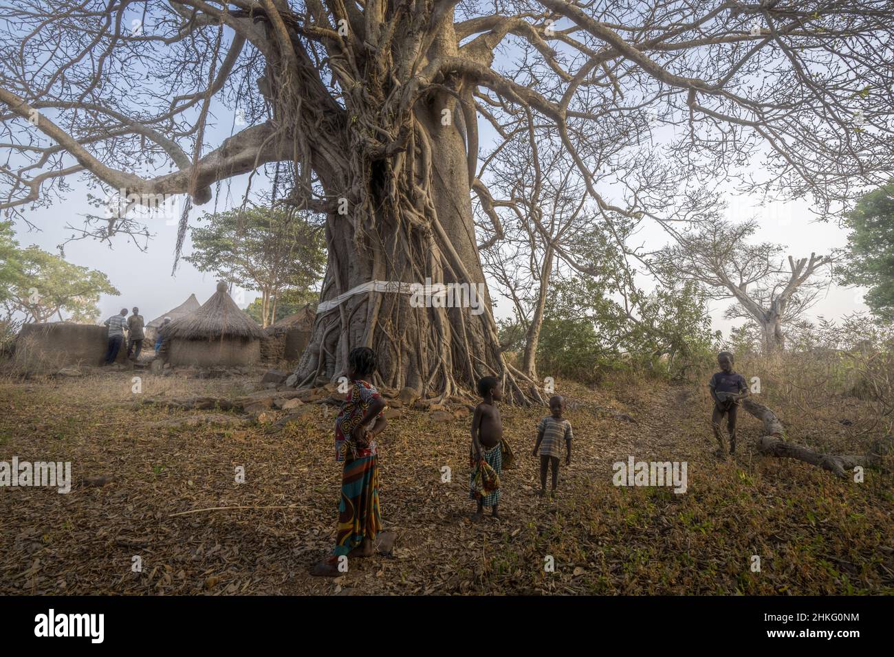 Benin, Djougou province, Taneka beri, Taneka tribe, sacred baobab Stock ...