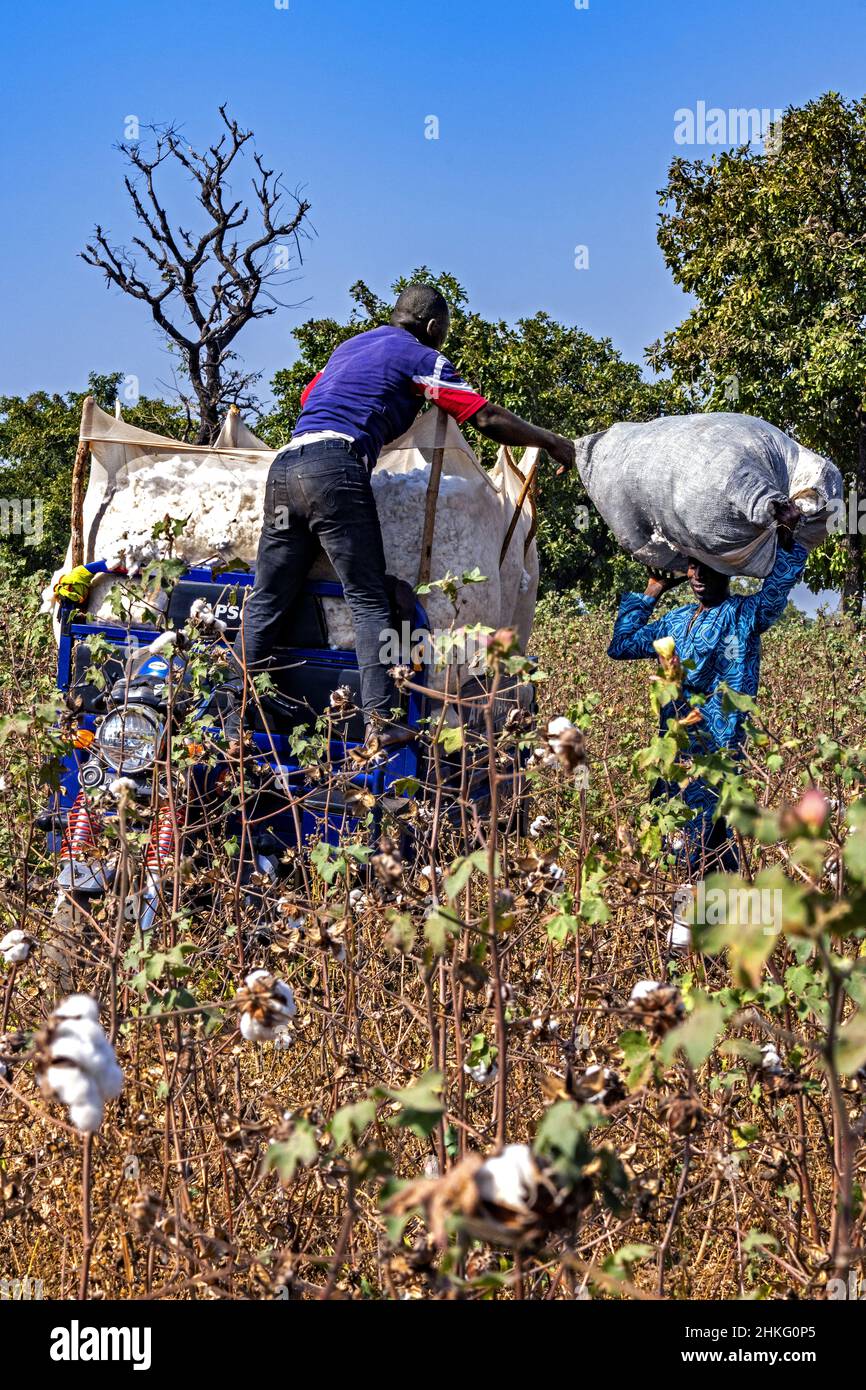 Benin, Djougou, Djougou province, Bassila, cotton crop Stock Photo - Alamy