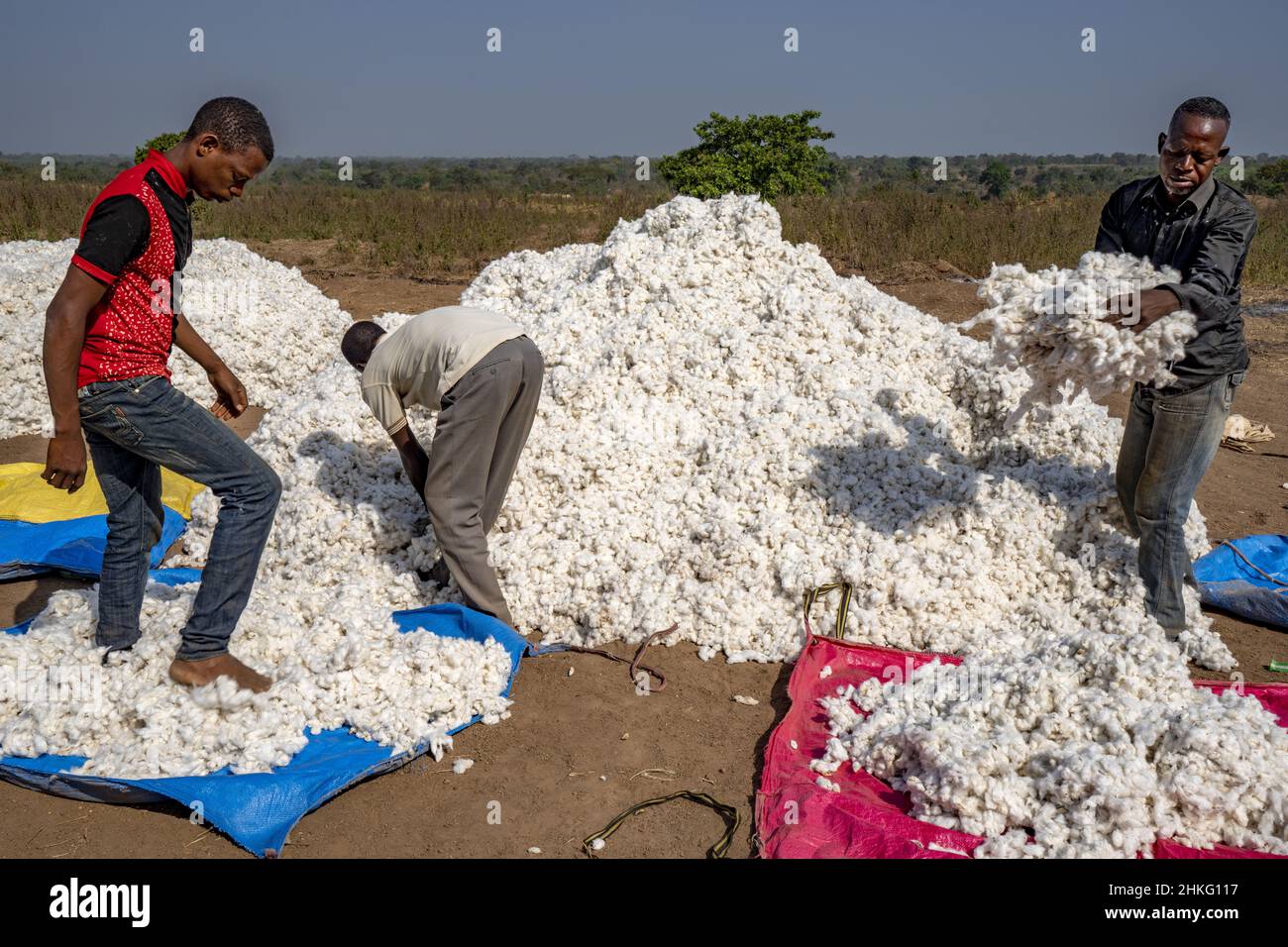 Benin, Djougou, Djougou province, Bassila, cotton crop Stock Photo - Alamy