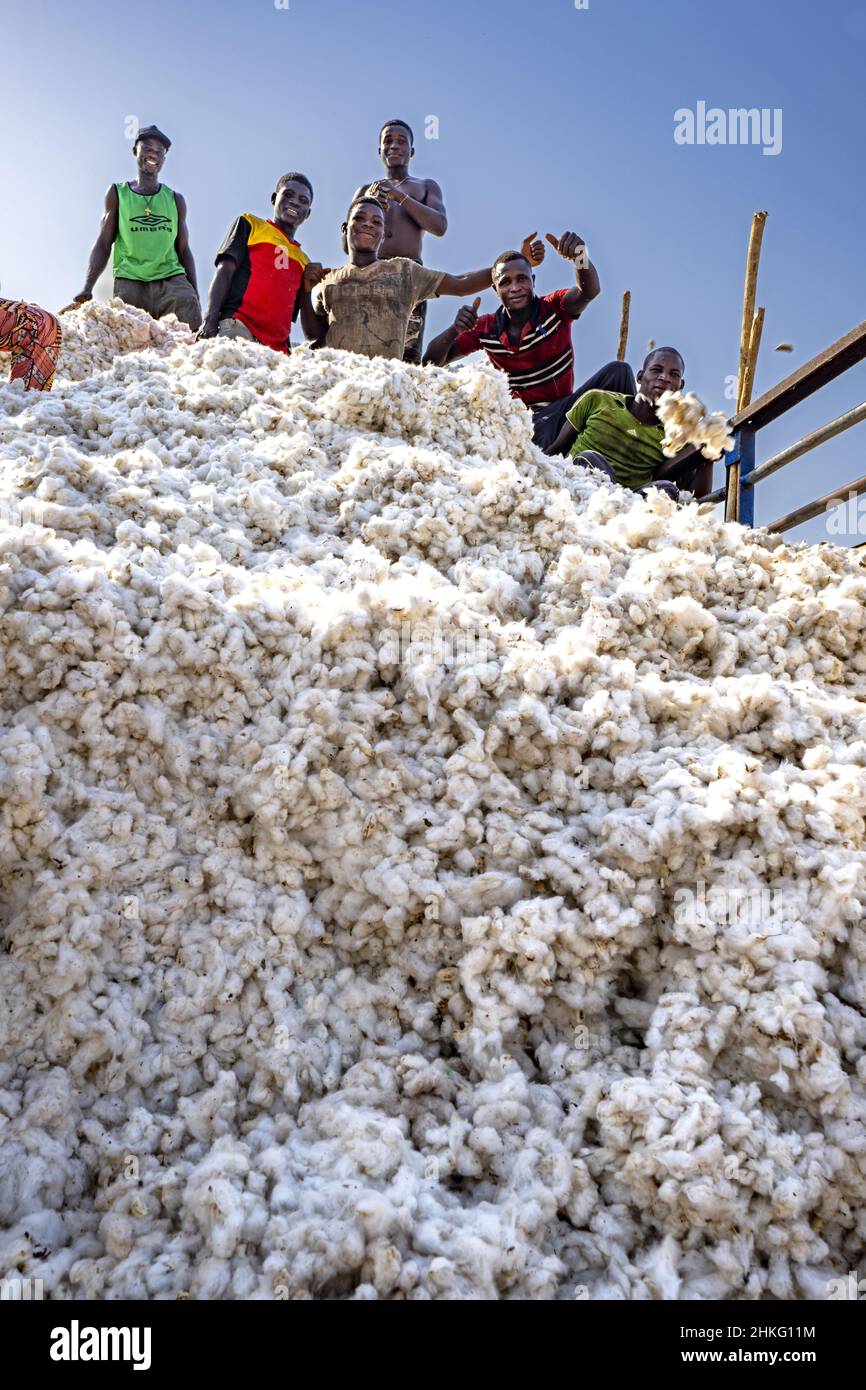 Benin, Djougou, Djougou province, Bassila, cotton crop Stock Photo - Alamy