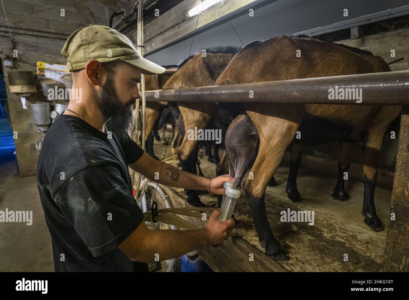Breeding stage hi-res stock photography and images - Alamy
