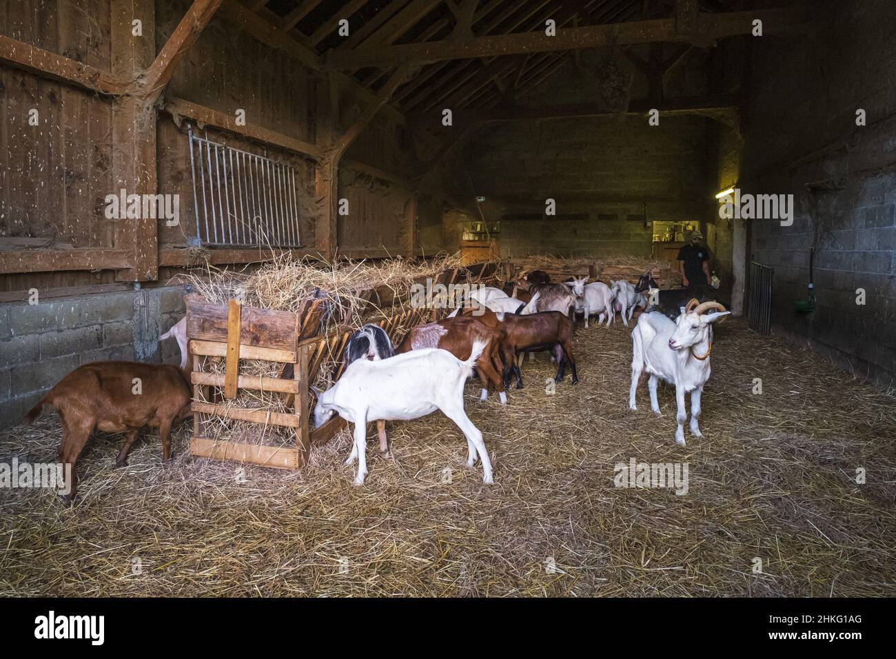 Breeding stage hi-res stock photography and images - Alamy