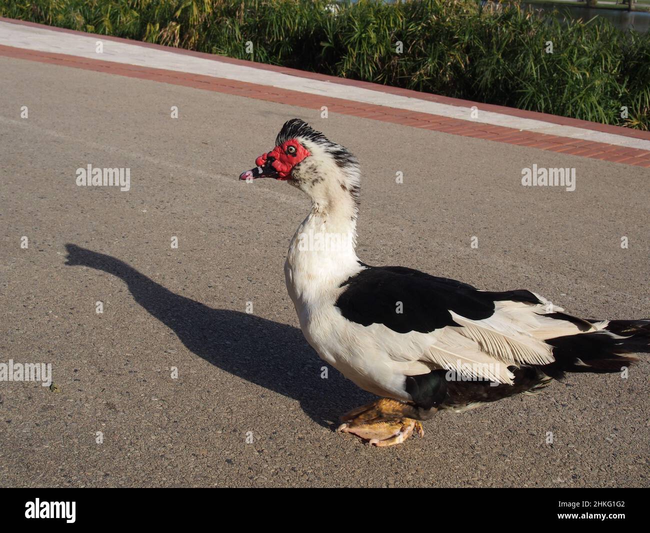 Multi colored duck hi-res stock photography and images - Alamy